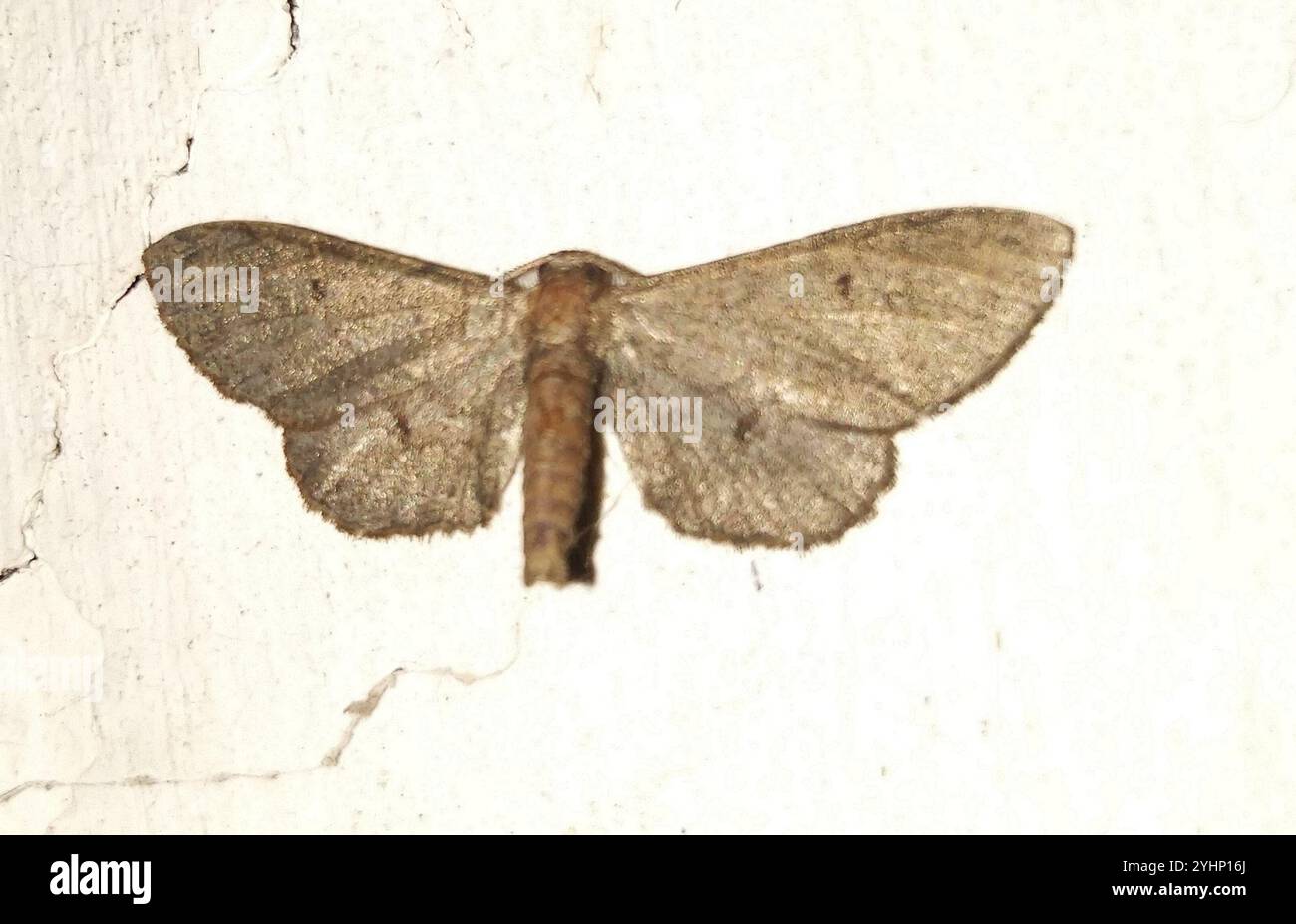 Geometer Moths (Geometridae Stock Photo - Alamy