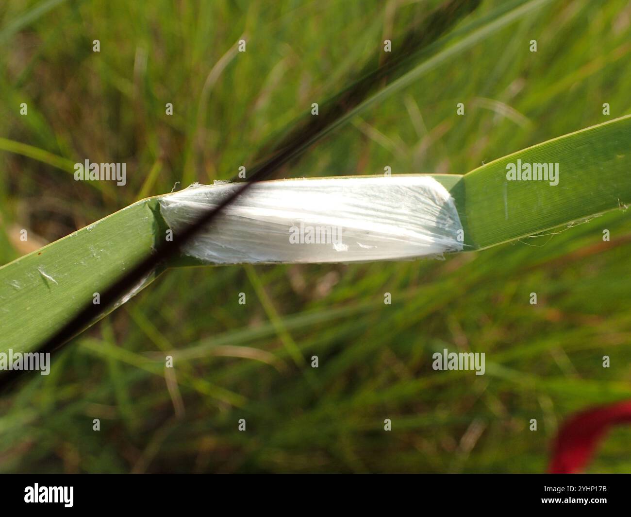 Sac Spiders (Clubionidae Stock Photo - Alamy