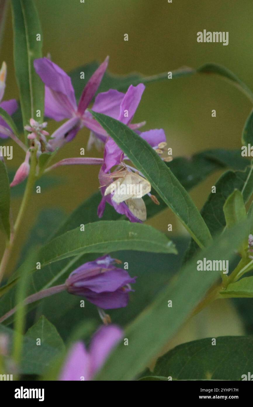 Small Fan-footed Wave (Idaea biselata Stock Photo - Alamy