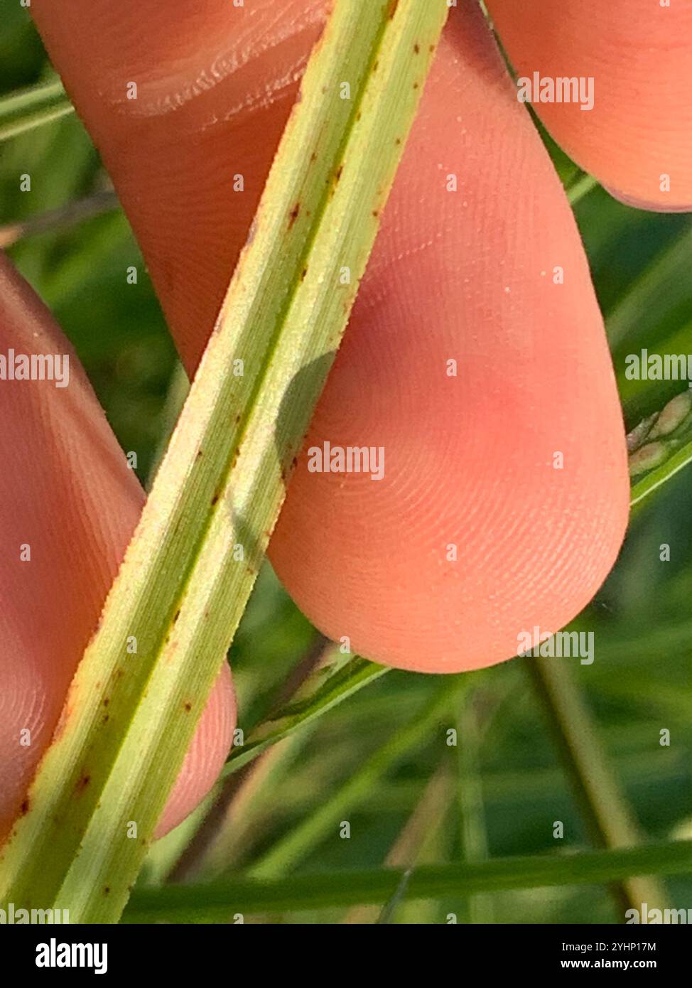Fragrant flatsedge (Cyperus odoratus Stock Photo - Alamy