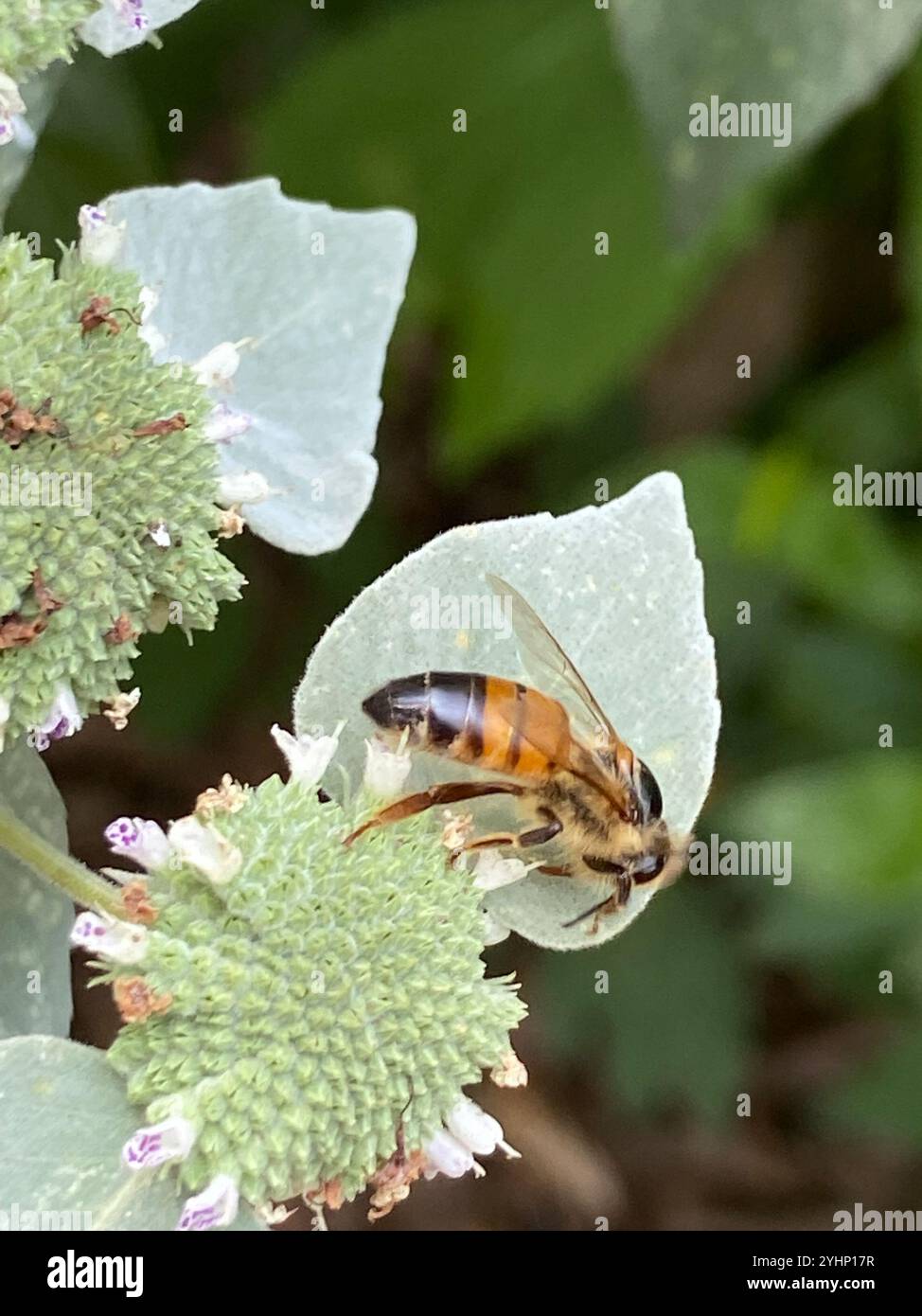 Four-banded Stink Bug Wasp (Bicyrtes quadrifasciatus Stock Photo - Alamy