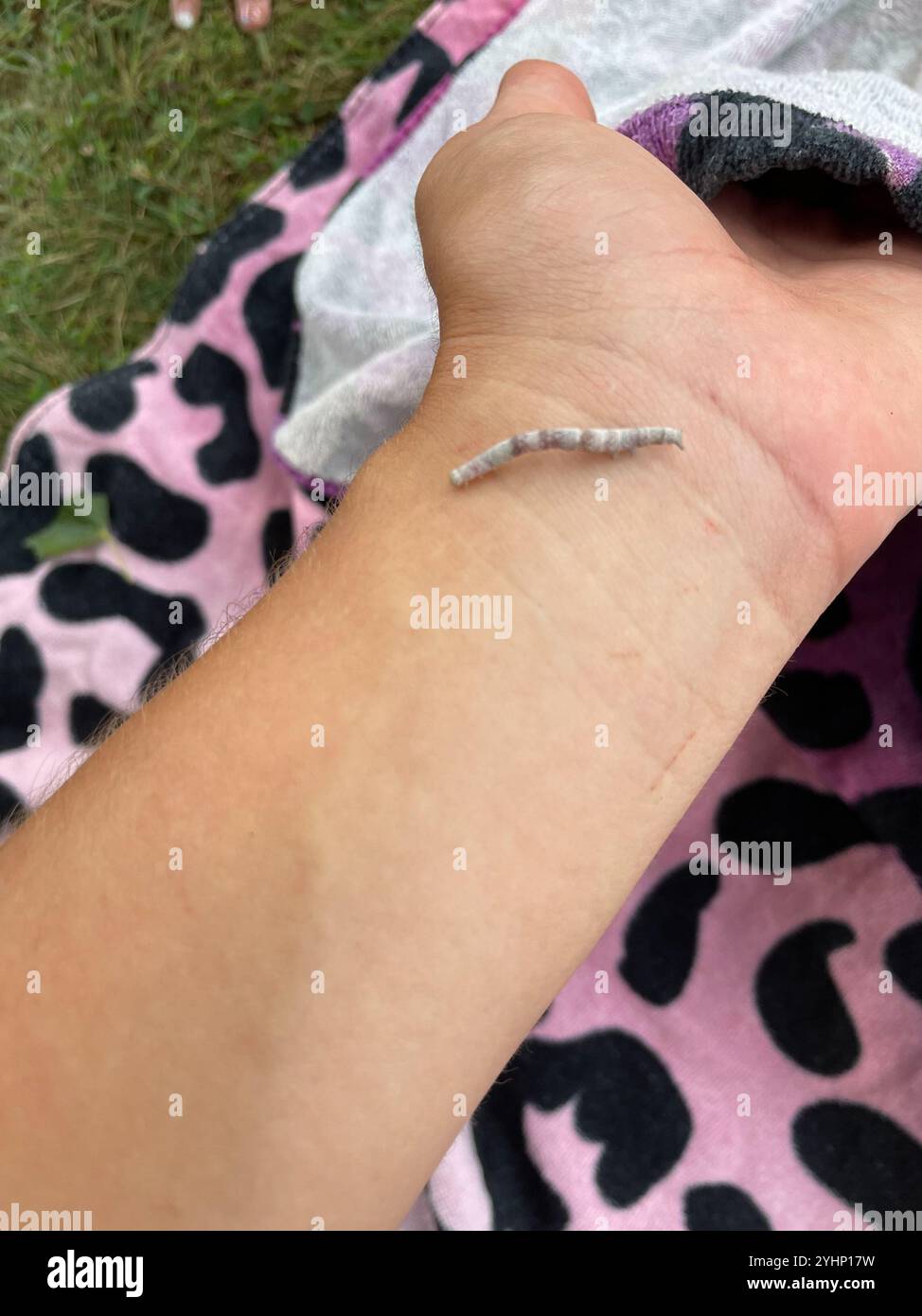 Maple Looper Moth (Parallelia bistriaris Stock Photo - Alamy