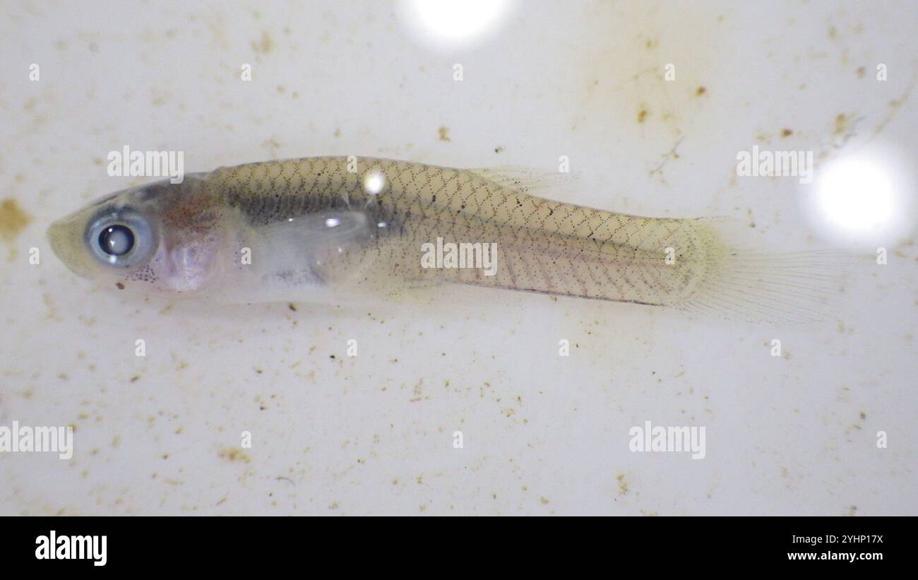 Western Mosquitofish (Gambusia affinis Stock Photo - Alamy