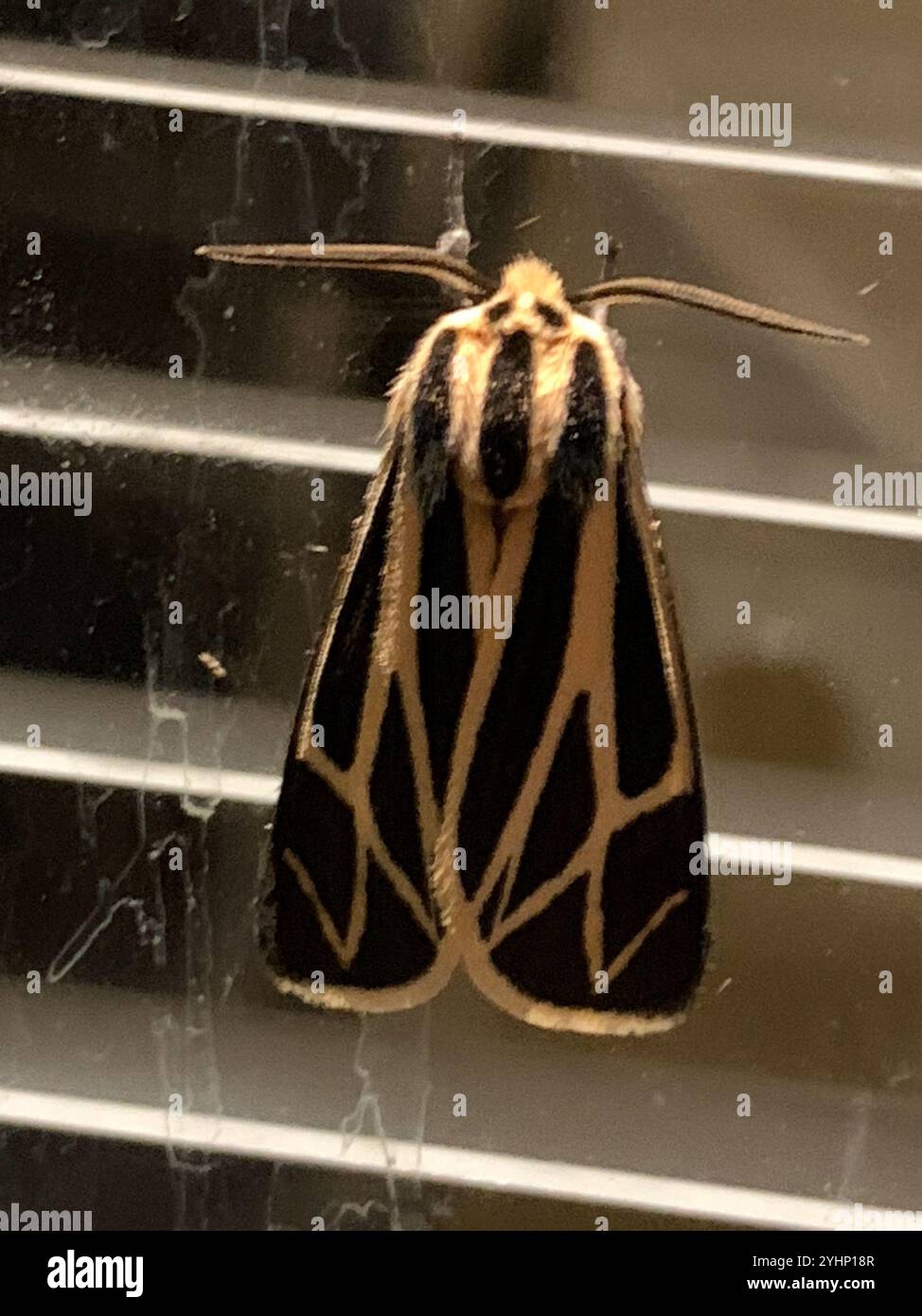 Harnessed moth hi-res stock photography and images - Alamy
