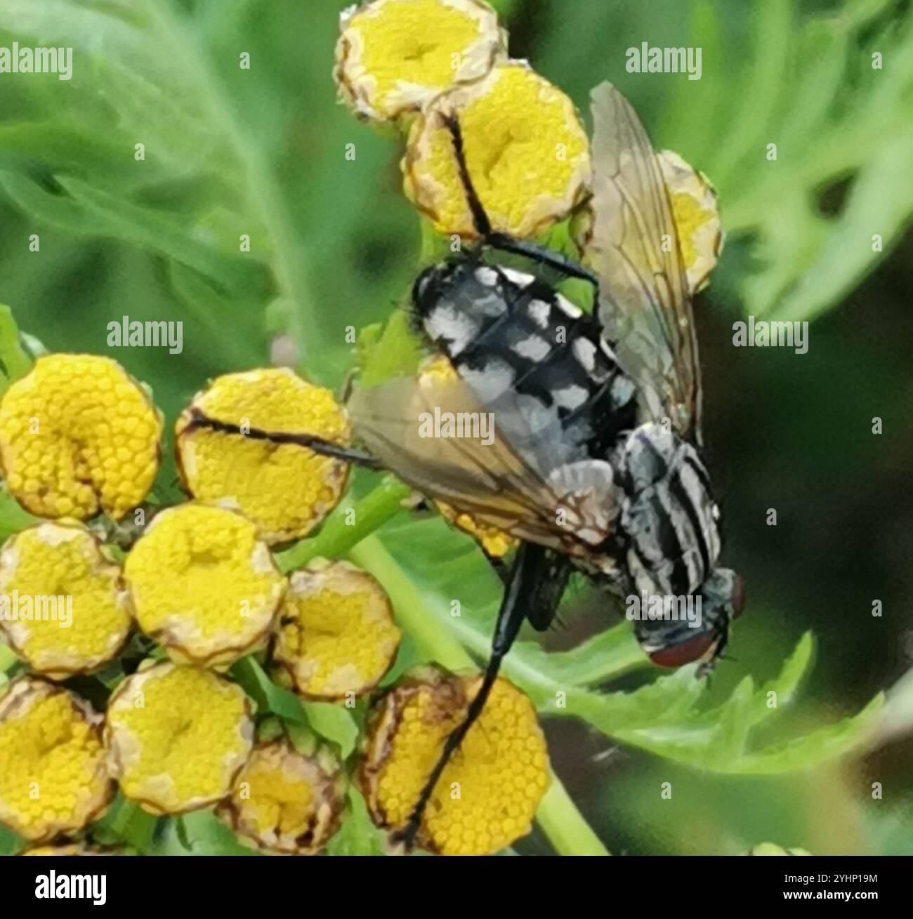 Common Flesh Flies (Sarcophaga Stock Photo - Alamy