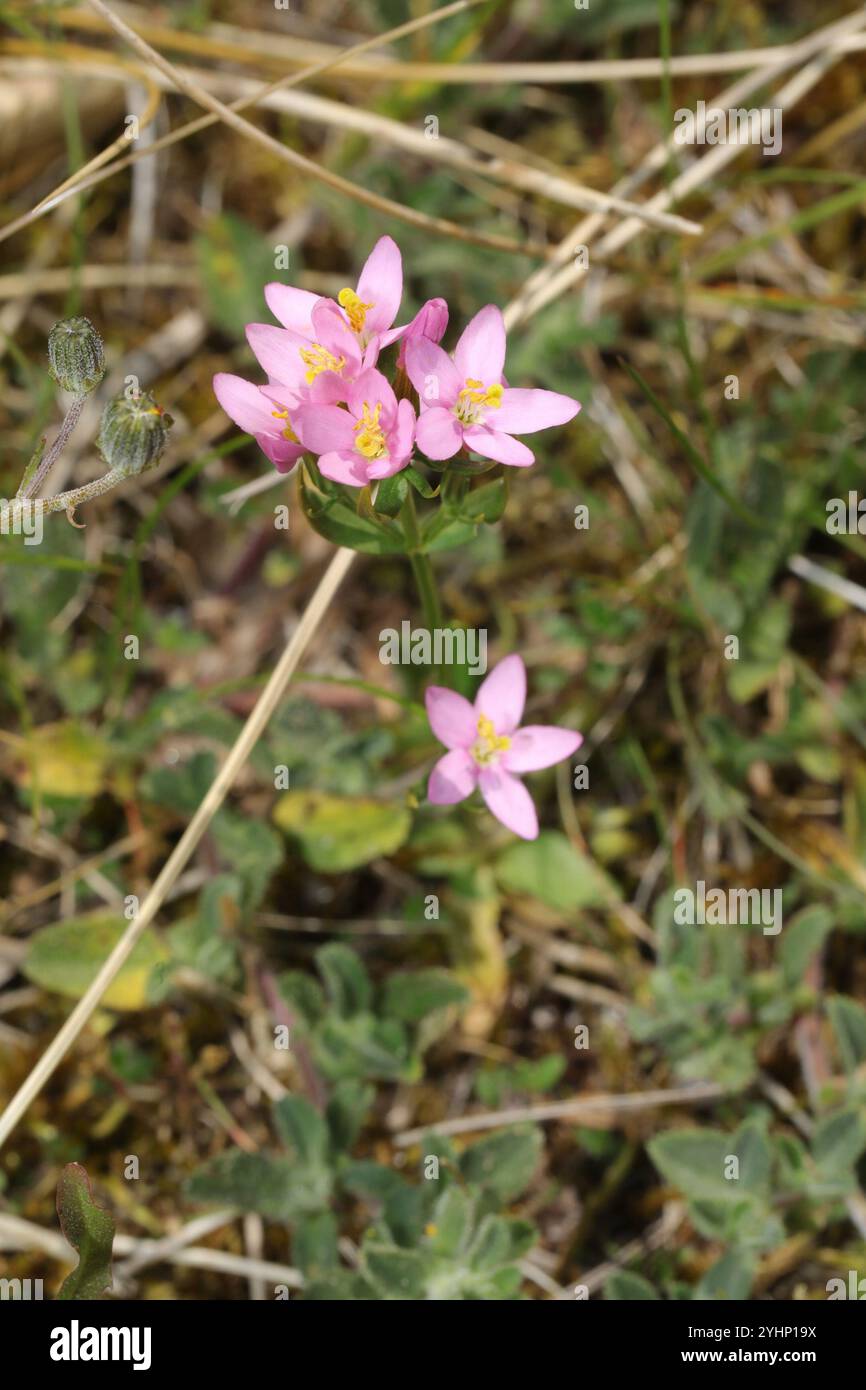 Common centaury (Centaurium erythraea Stock Photo - Alamy