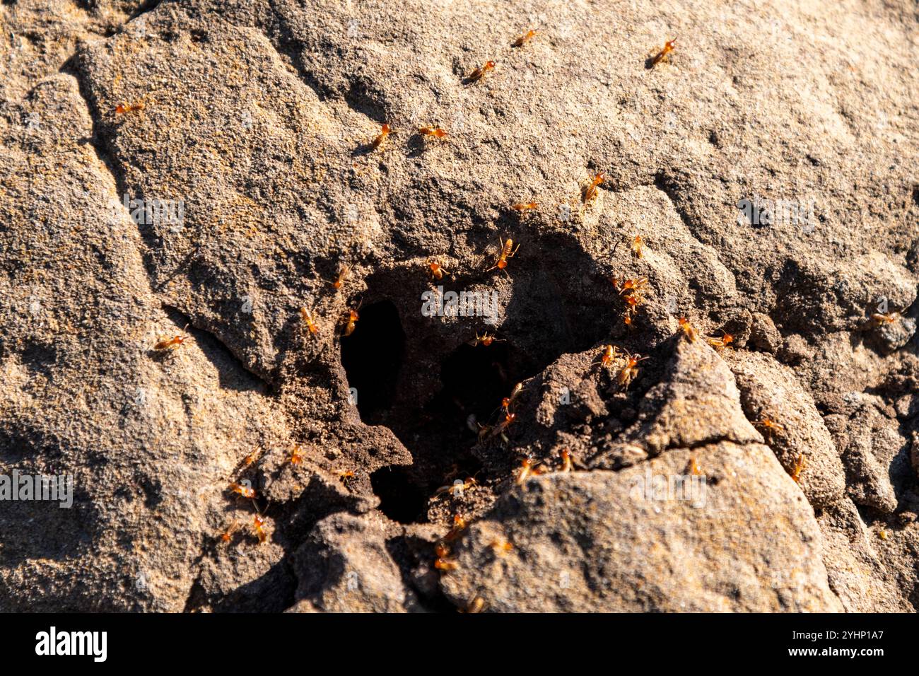 Termites crawling around on the outside of a termite mound at Schotia ...