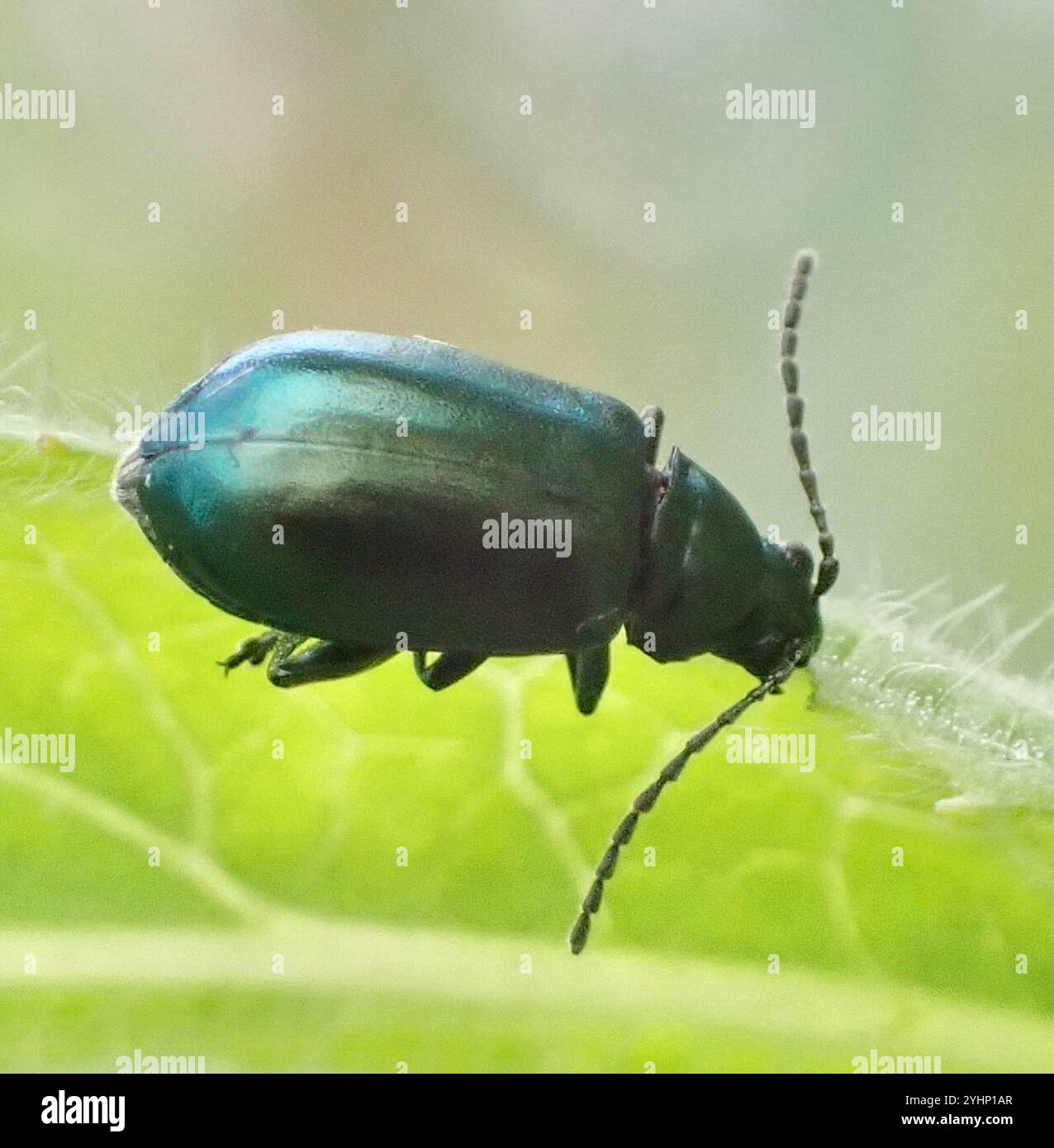 Leaf Beetles (Chrysomelidae Stock Photo - Alamy