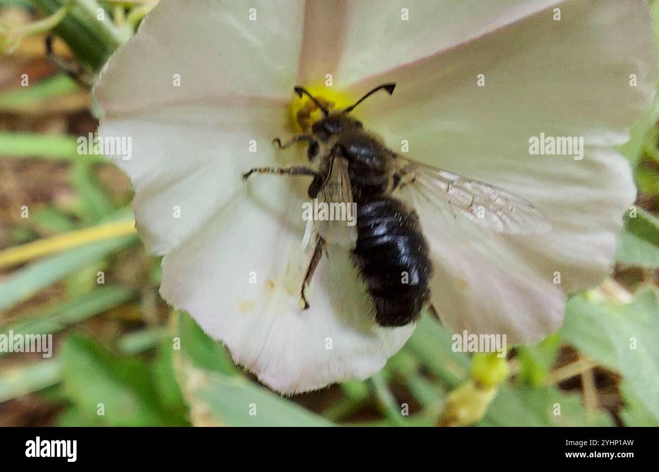 Lesser Bindweed Bee (Systropha curvicornis Stock Photo - Alamy