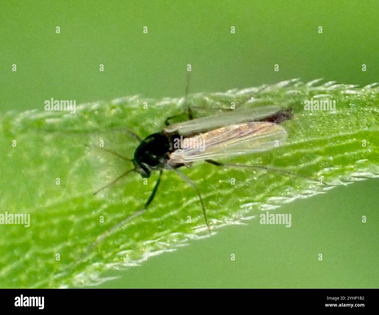 Non-biting Midges (Chironomidae Stock Photo - Alamy