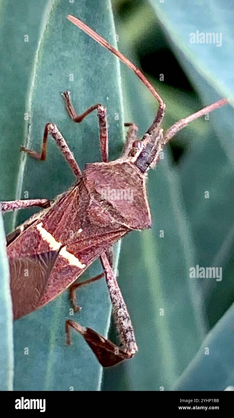 Eastern Leaf-footed Bug (Leptoglossus phyllopus Stock Photo - Alamy