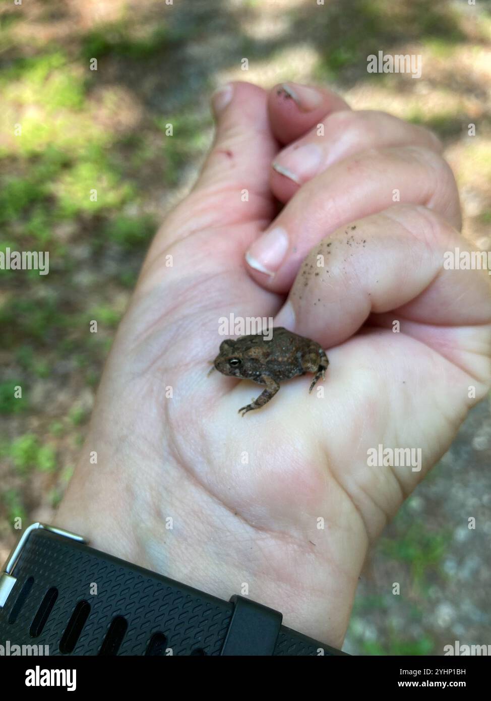 North American Toads (Anaxyrus Stock Photo - Alamy