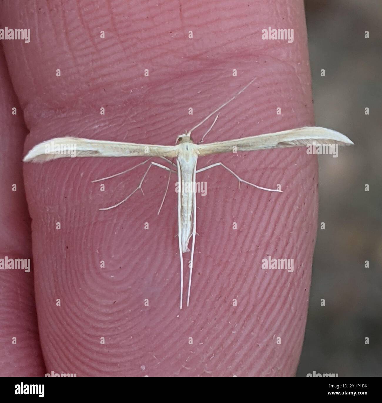 American Straw-colored Plume Moths (Hellinsia stramineus Stock Photo ...