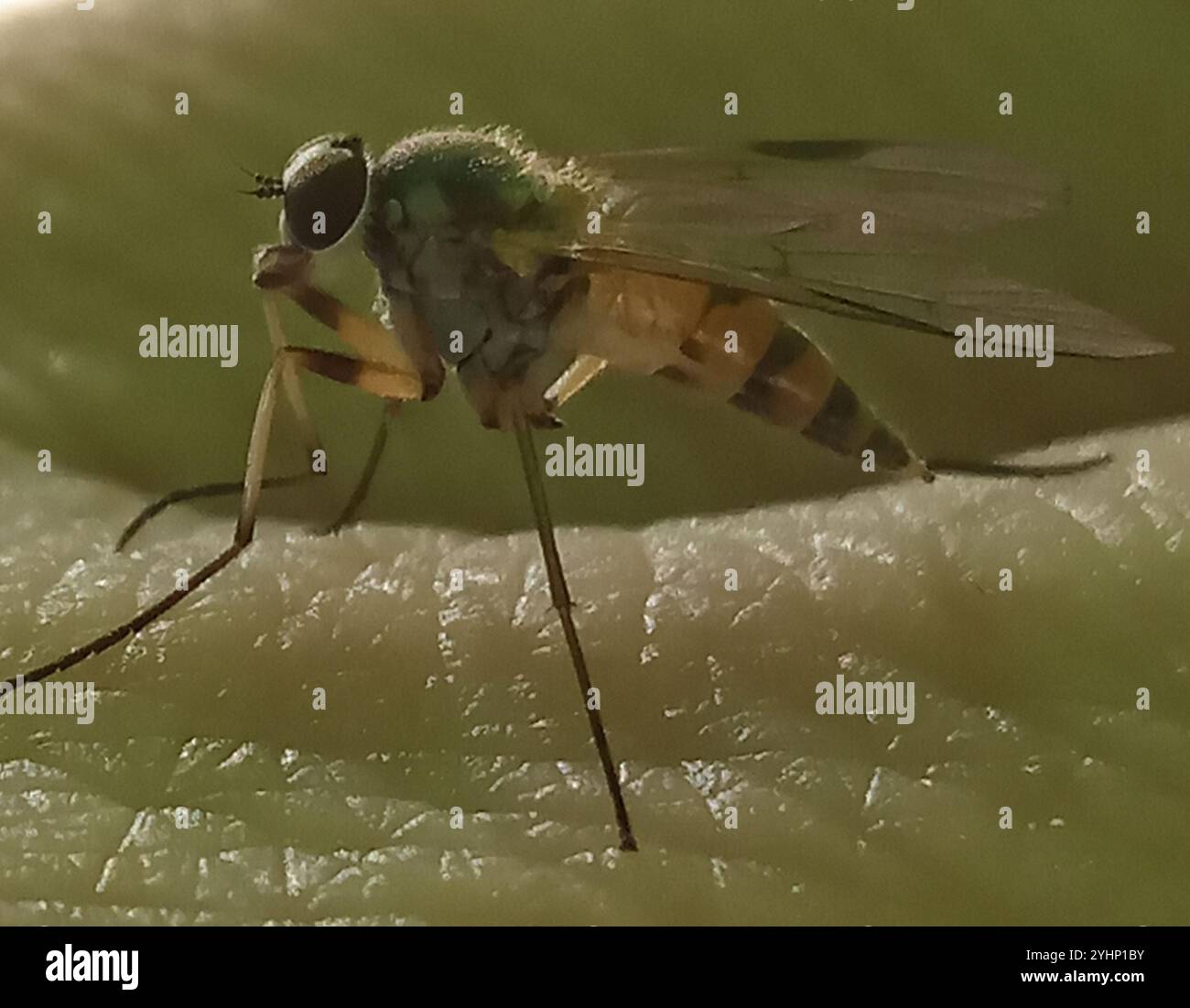 Small Fleck-winged Snipefly (Rhagio lineola Stock Photo - Alamy