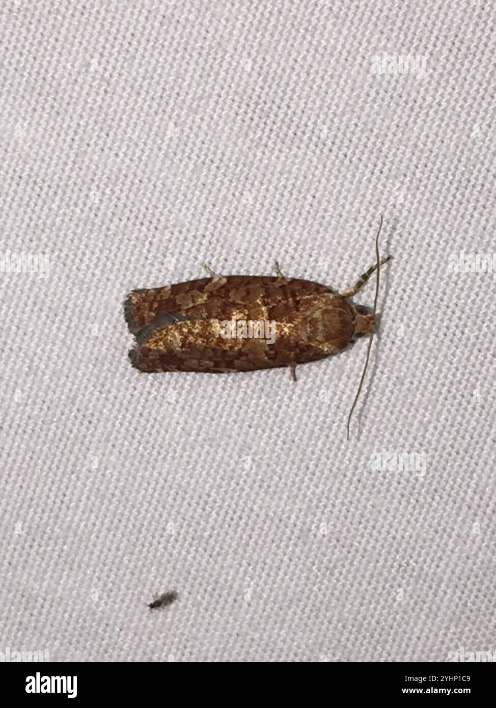 Jack Pine Budworm Moth (Choristoneura pinus Stock Photo - Alamy