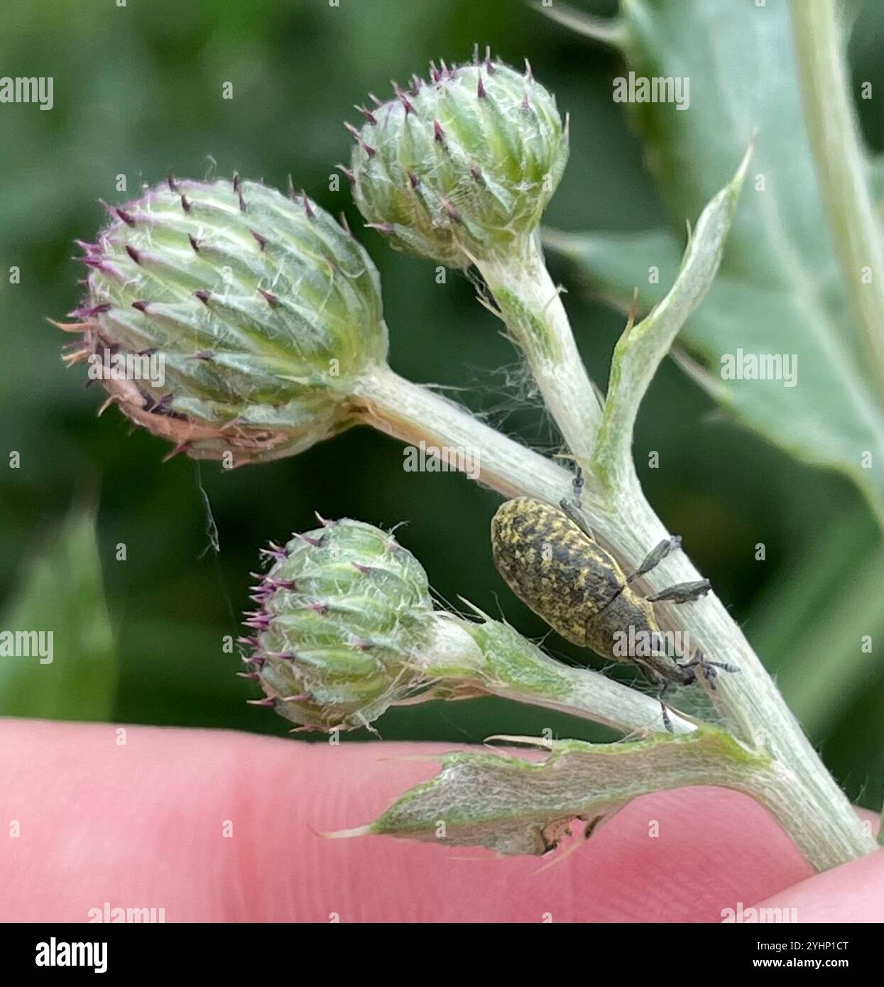 Canada Thistle Bud Weevil (Larinus carlinae Stock Photo - Alamy