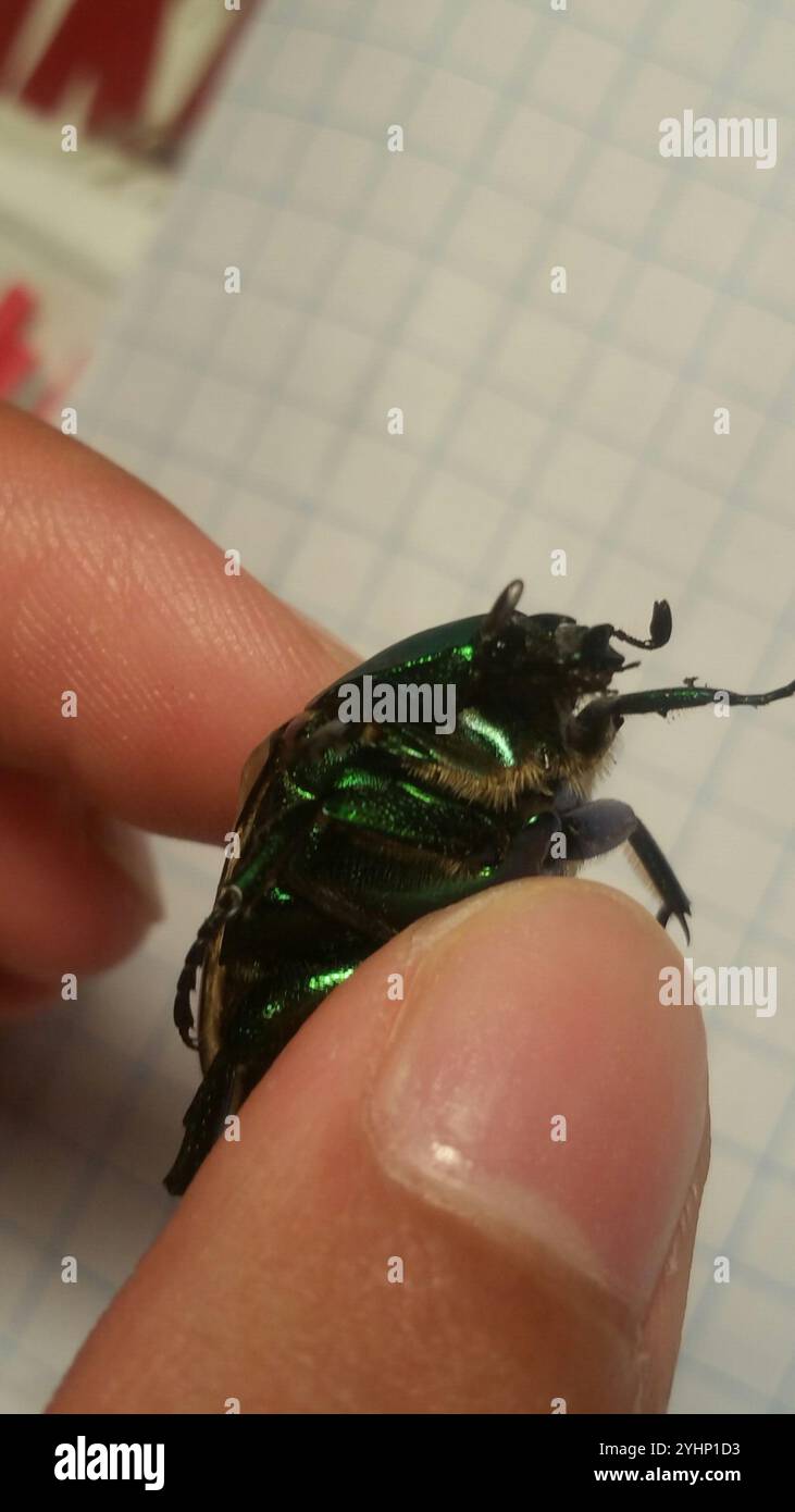 Figeater Beetle (Cotinis mutabilis Stock Photo - Alamy