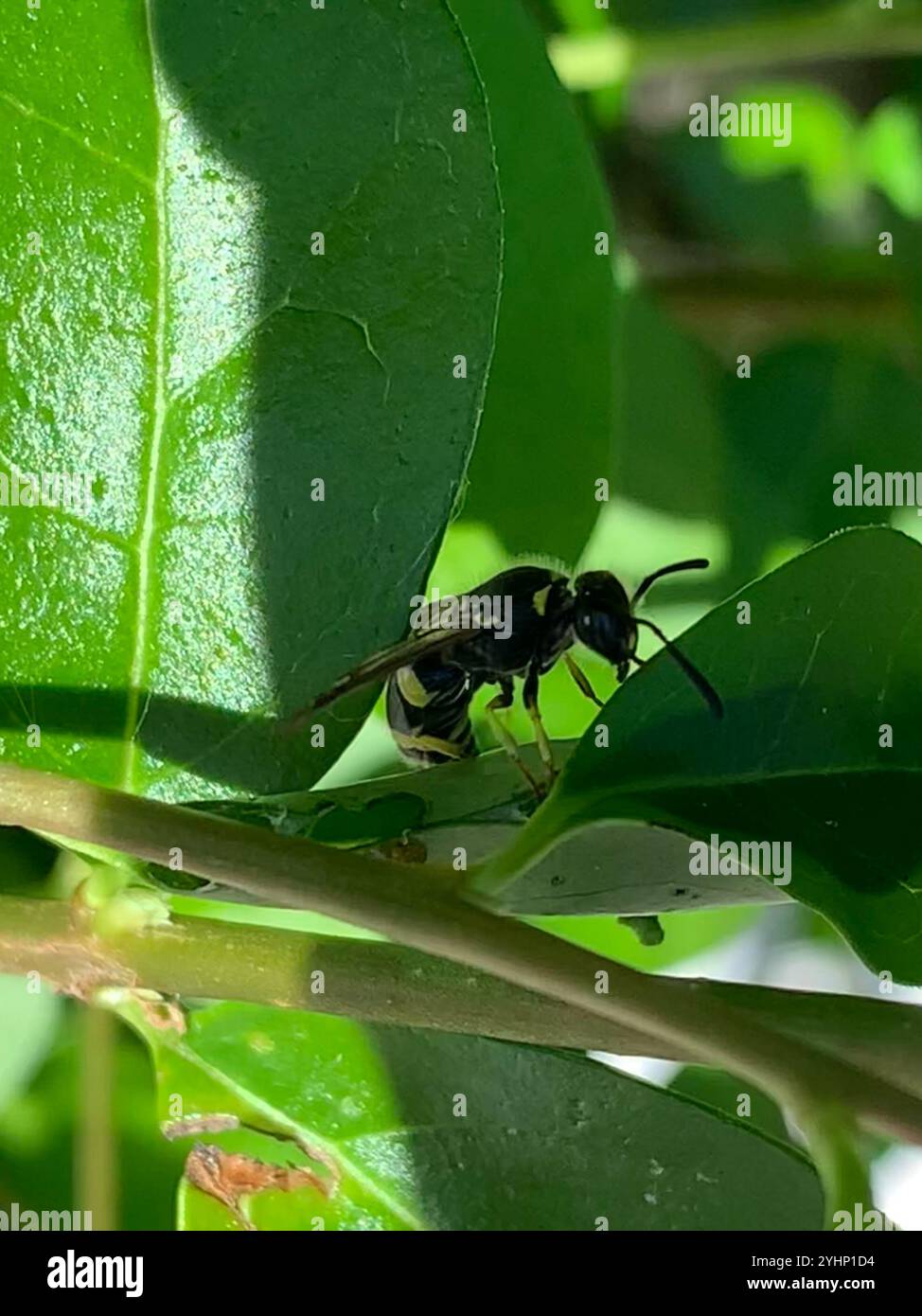 European tube wasp (Ancistrocerus gazella Stock Photo - Alamy