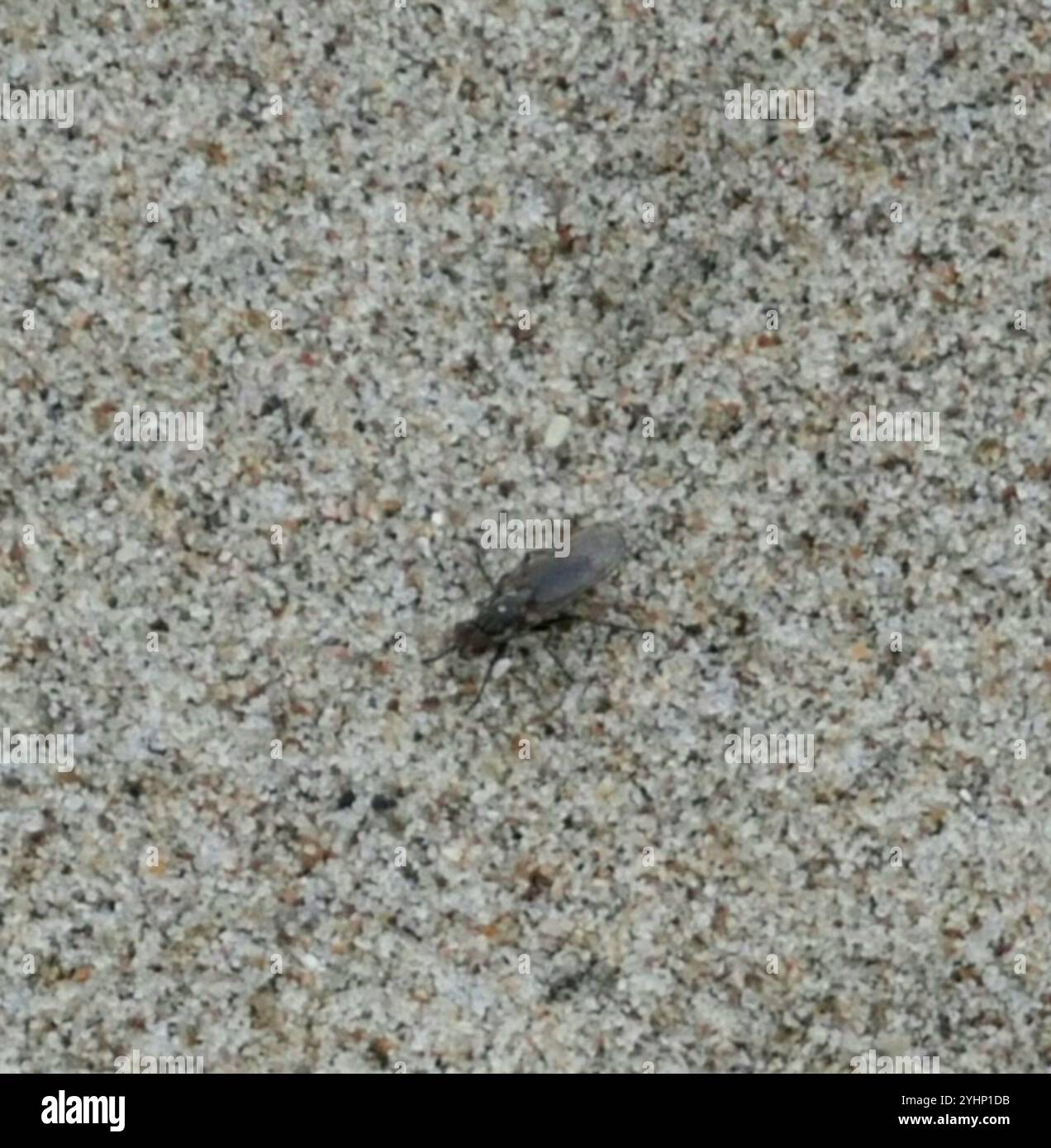 Seaweed Flies (Fucellia Stock Photo - Alamy