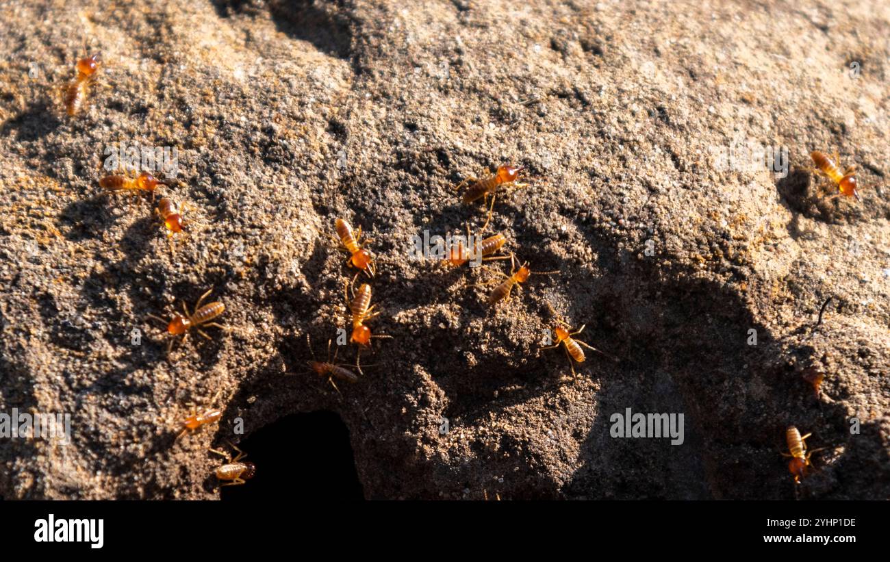 Termites crawling around on the outside of a termite mound at Schotia ...