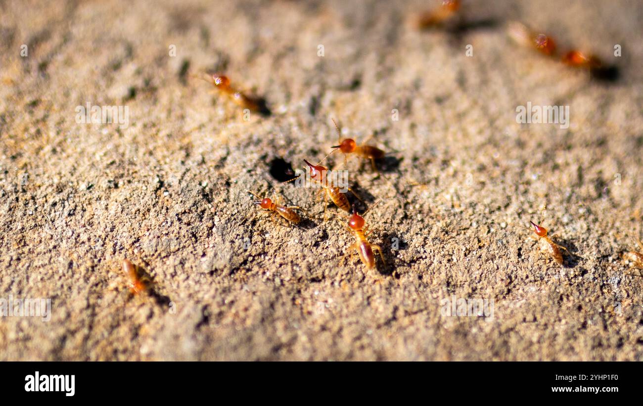Termites crawling around on the outside of a termite mound at Schotia ...