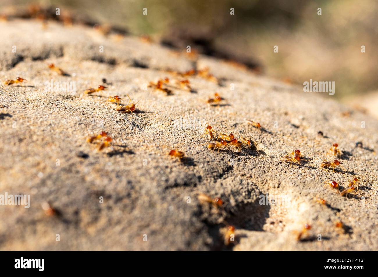 Termites crawling around on the outside of a termite mound at Schotia ...