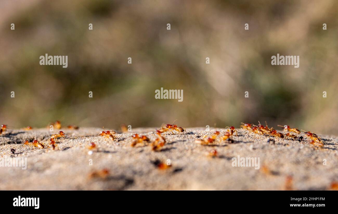 Termites crawling around on the outside of a termite mound at Schotia ...