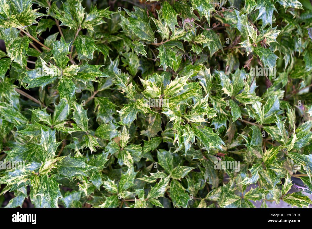 Osmanthus green leaf background. Flower plant with sharp leaves. Holly ...