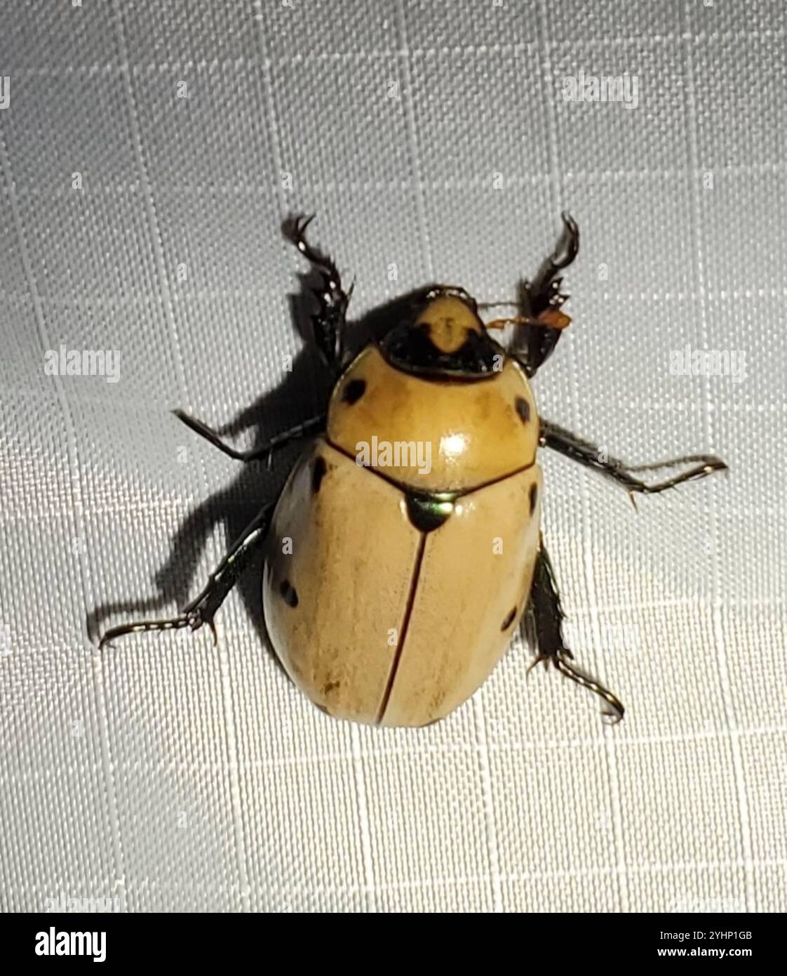 Grapevine Beetle (Pelidnota punctata Stock Photo - Alamy