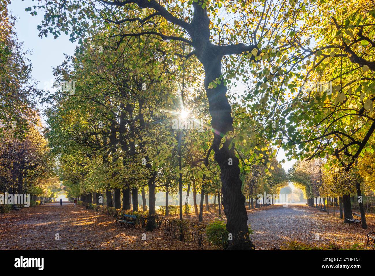 tree-lined avenues in Schloss Schönbrunn Palace and park Vienna 13 ...