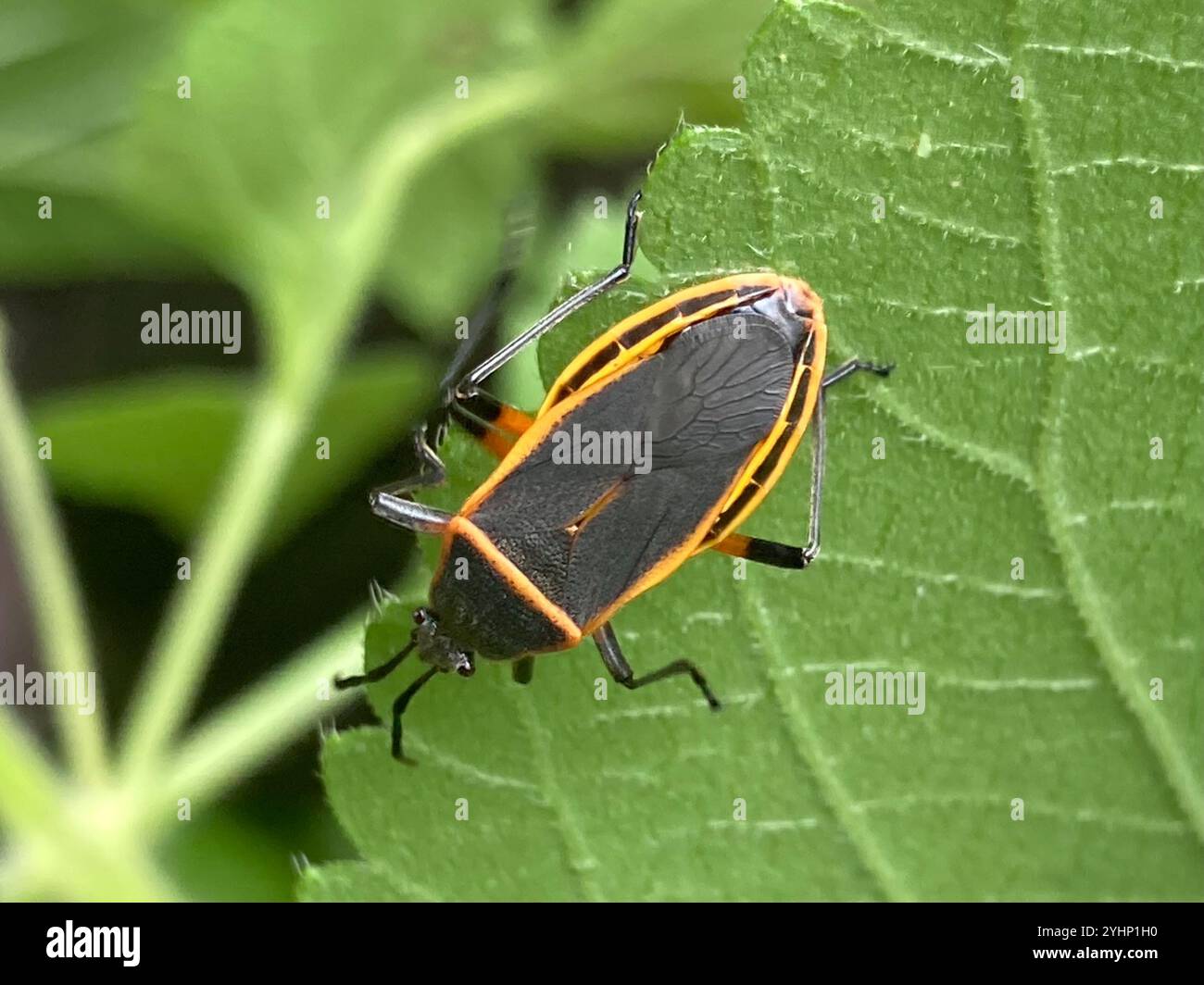 Eastern Bordered Plant Bug (Largus succinctus Stock Photo - Alamy