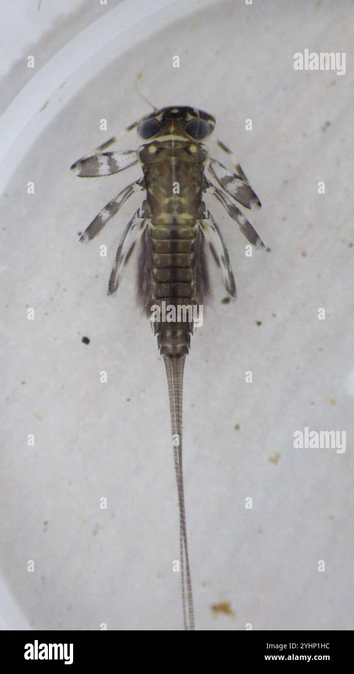 Orange Cahill (Stenacron interpunctatum Stock Photo - Alamy