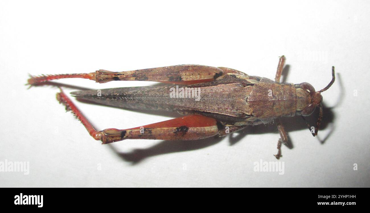 Spur-throated Grasshoppers (Catantops Stock Photo - Alamy