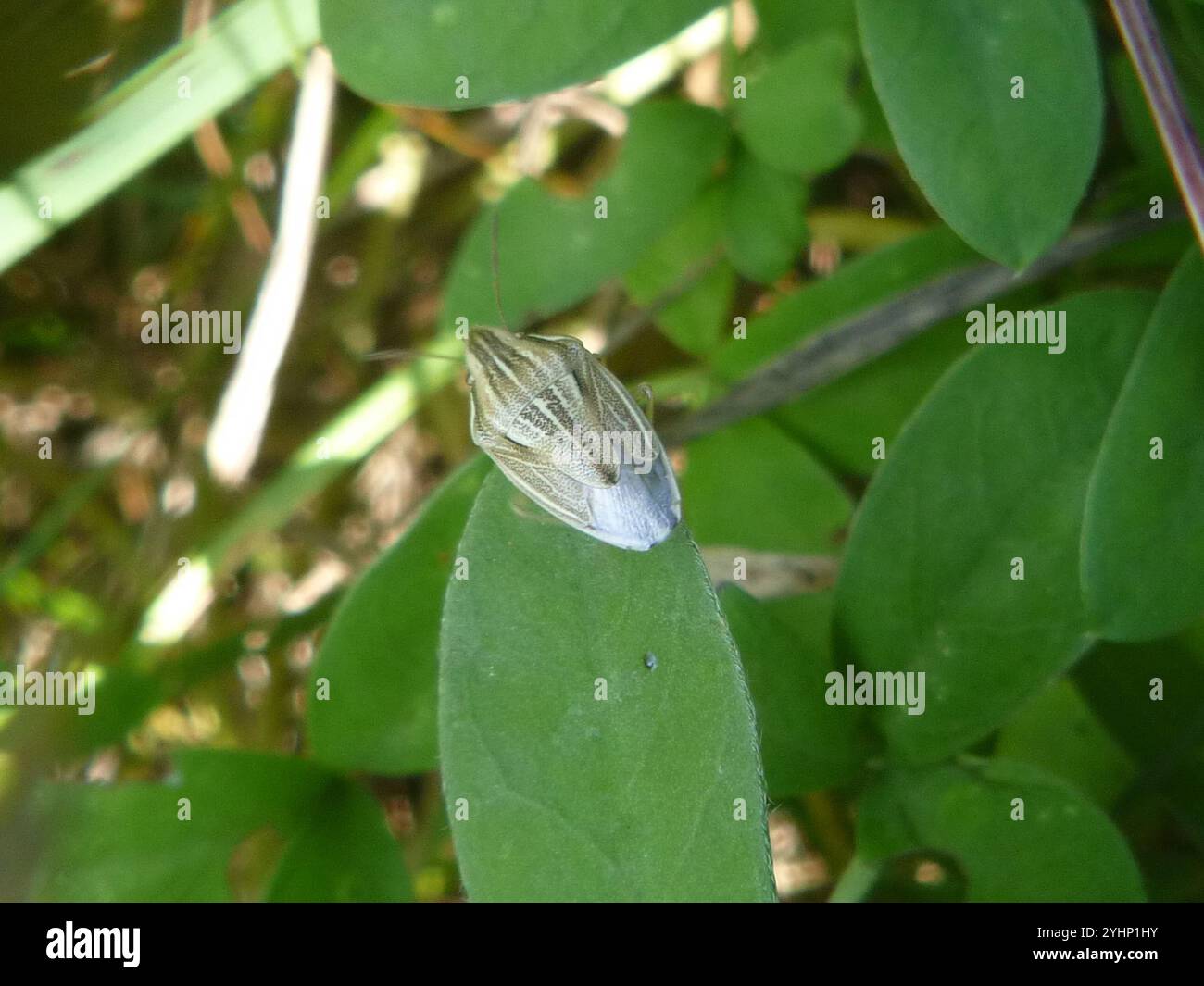 Bishop's Mitre Shield Bug (Aelia acuminata Stock Photo - Alamy