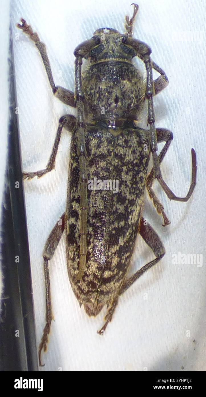 Robust Oak Borer (Enaphalodes atomarius Stock Photo - Alamy