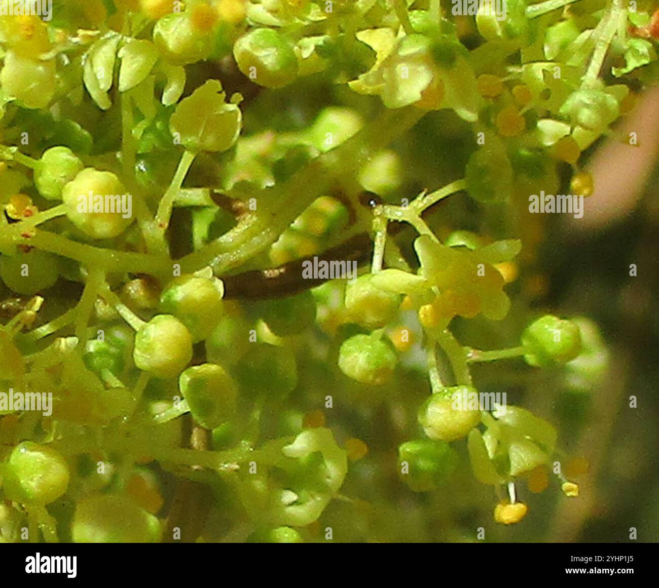 african sumac (Searsia lancea Stock Photo - Alamy