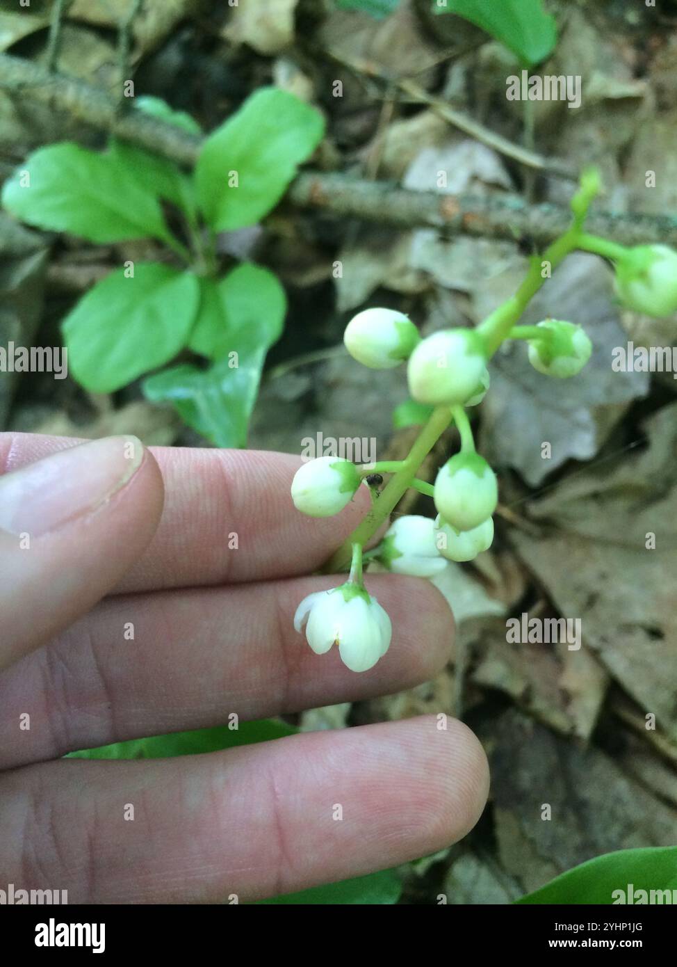 shinleaf (Pyrola elliptica Stock Photo - Alamy