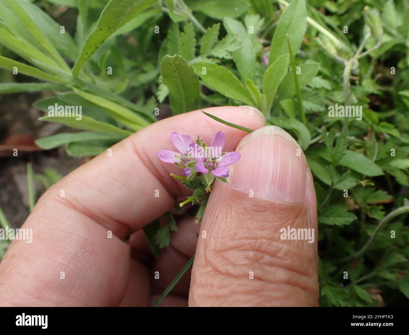 musk stork's-bill (Erodium moschatum Stock Photo - Alamy