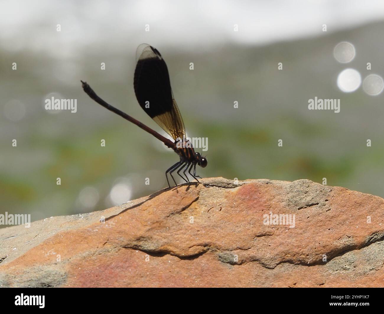 Formosan Damselfly (Euphaea formosa Stock Photo - Alamy