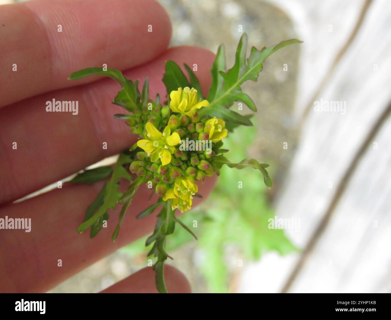 Bog Yellowcress (Rorippa palustris Stock Photo - Alamy