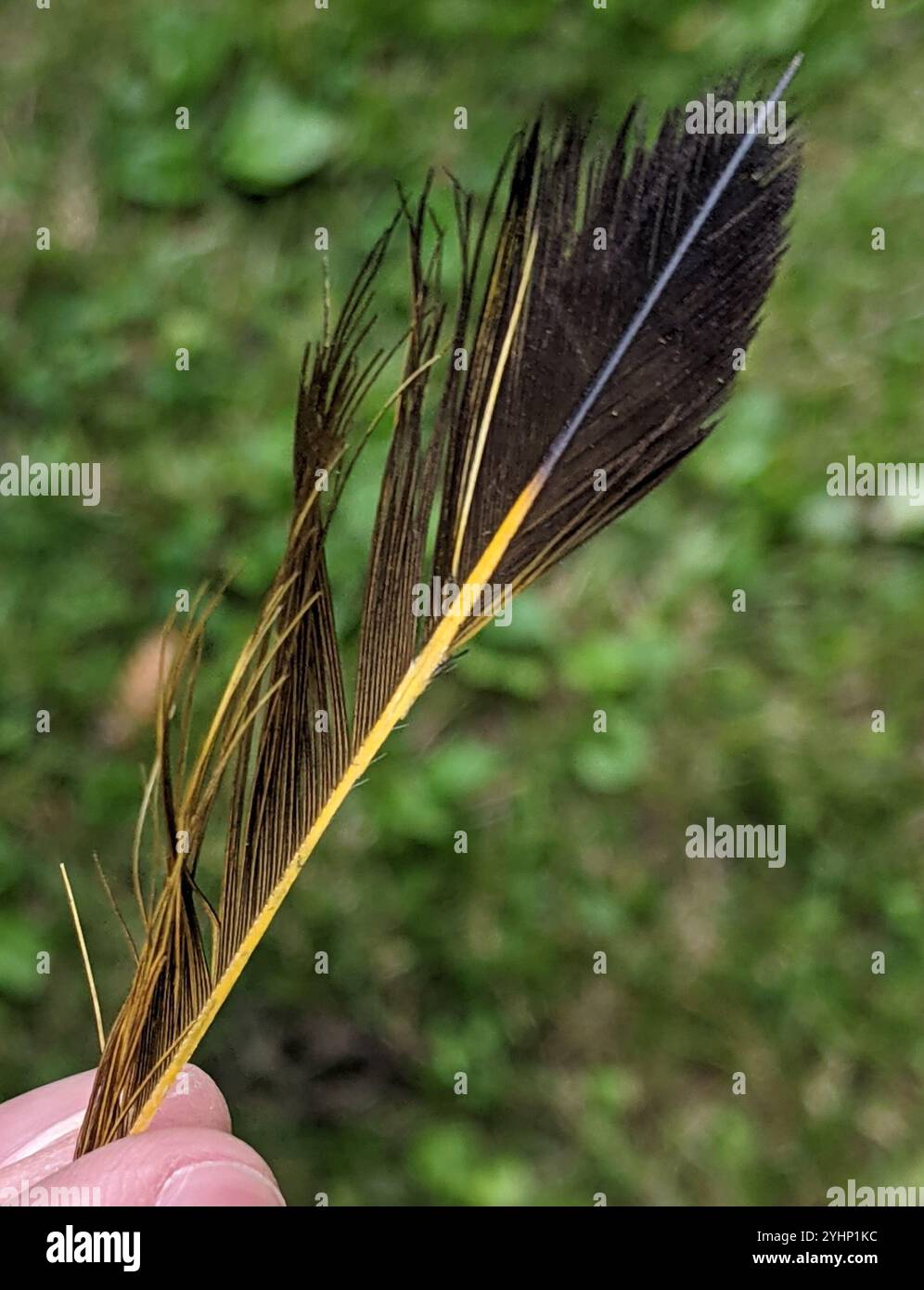 Northern Flicker (Colaptes auratus Stock Photo - Alamy