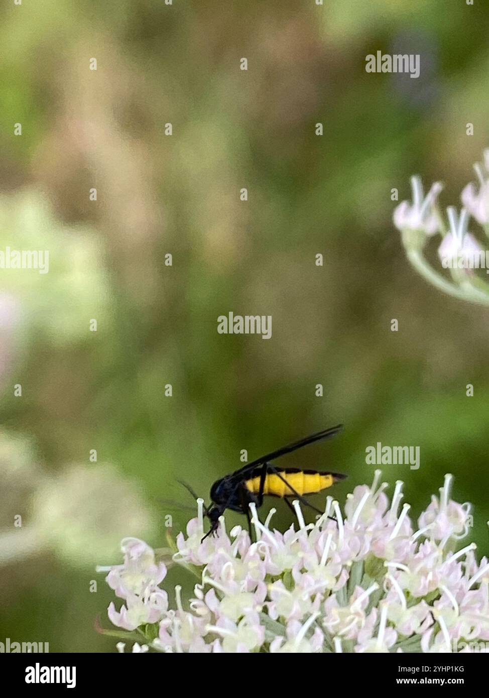 Sciara analis hi-res stock photography and images - Alamy