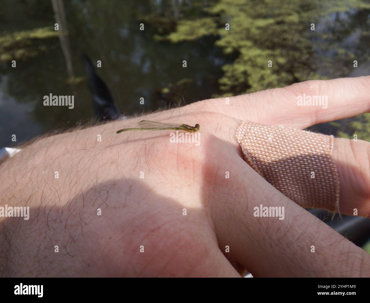 Fragile Forktail (Ischnura posita Stock Photo - Alamy
