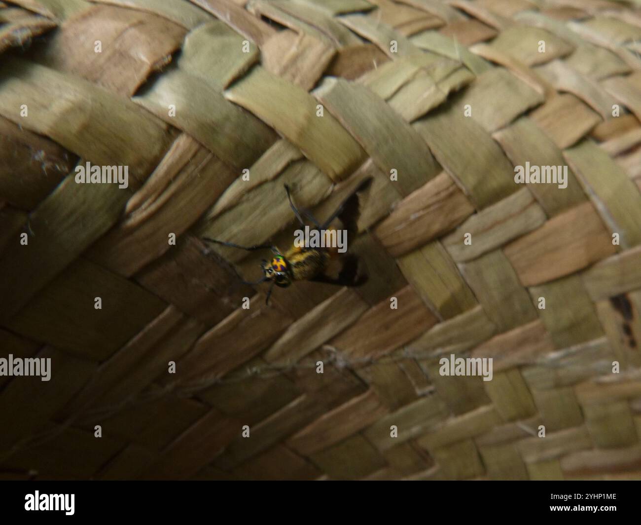 Twin-lobed Deer Fly (Chrysops relictus Stock Photo - Alamy