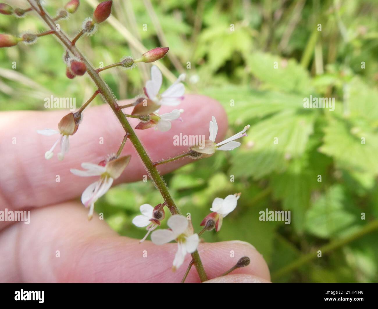 enchanter's-nightshade (Circaea lutetiana Stock Photo - Alamy