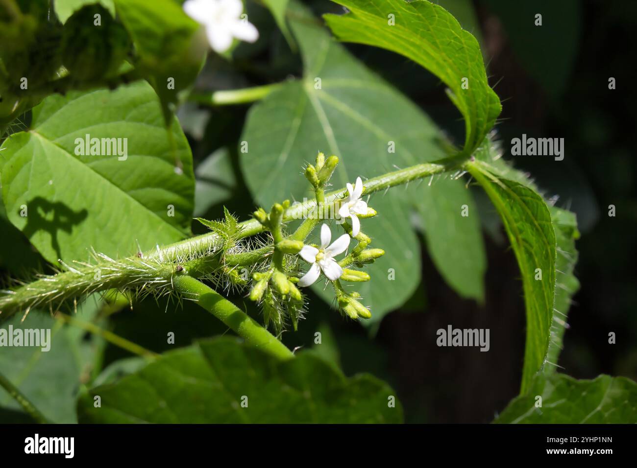 tropical bull nettle (Cnidoscolus urens Stock Photo - Alamy