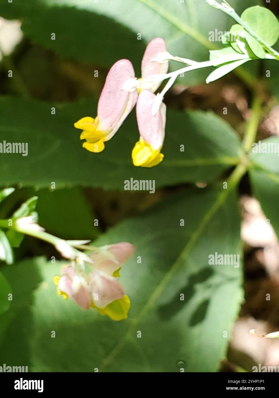 rock harlequin (Capnoides sempervirens Stock Photo - Alamy