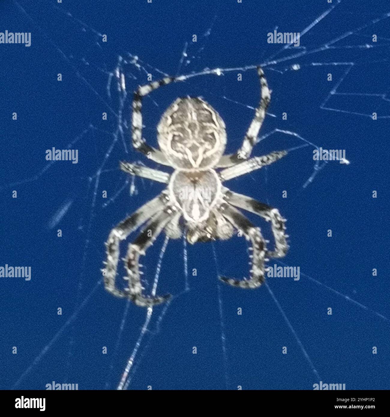 Grey Cross Spider (Larinioides sclopetarius Stock Photo - Alamy