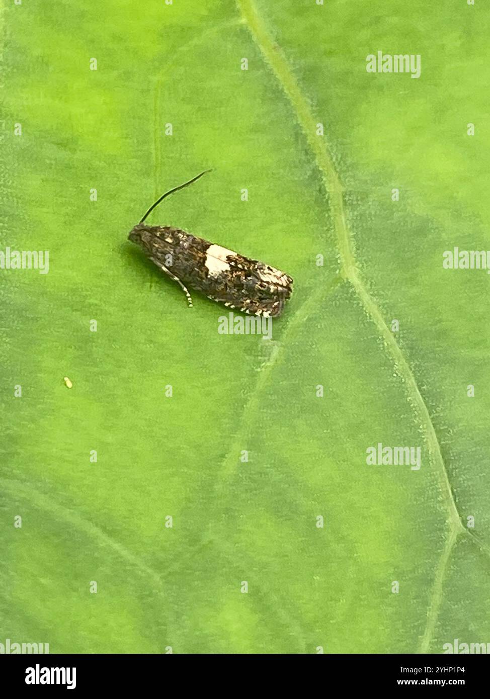 Epiblema hi-res stock photography and images - Alamy