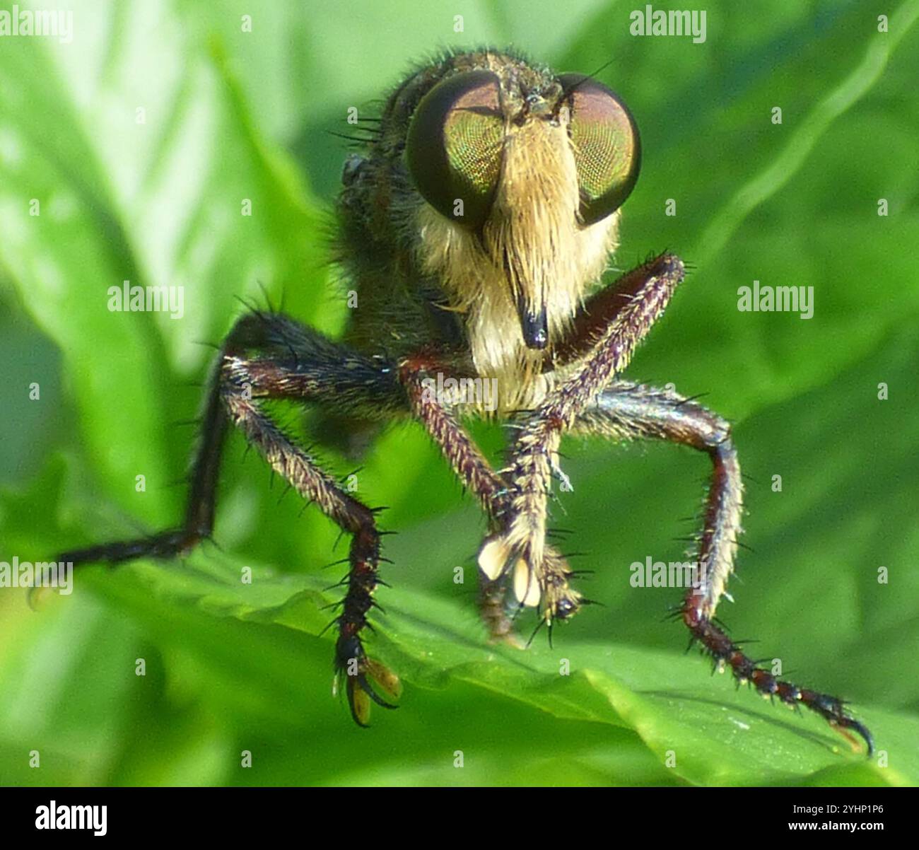 False Bee-Killer (Promachus bastardii Stock Photo - Alamy
